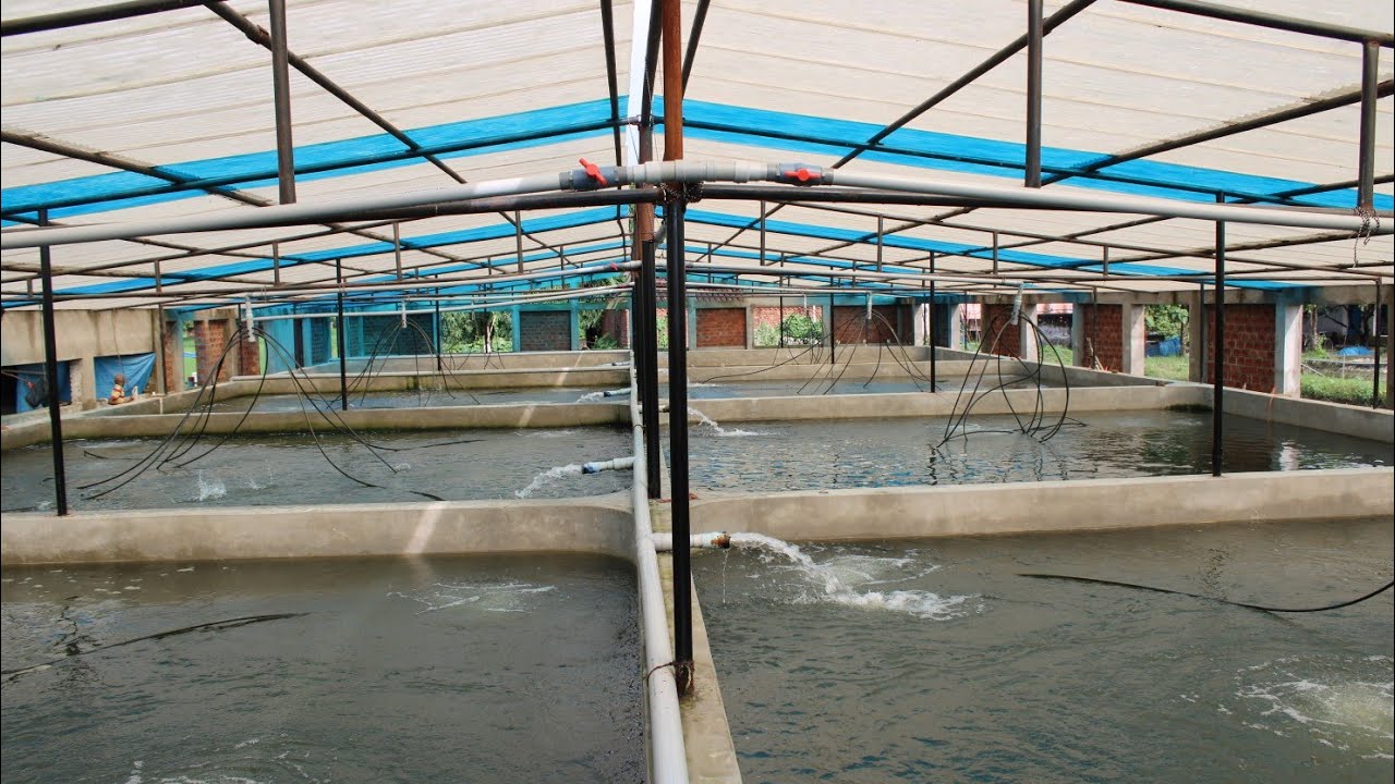 Recirculating Aquaculture System. RAS Fish Farming. - YouTube