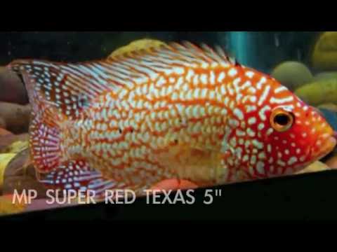 MP SUPER RED TEXAS 5 INCHES 2 8 2013 - YouTube