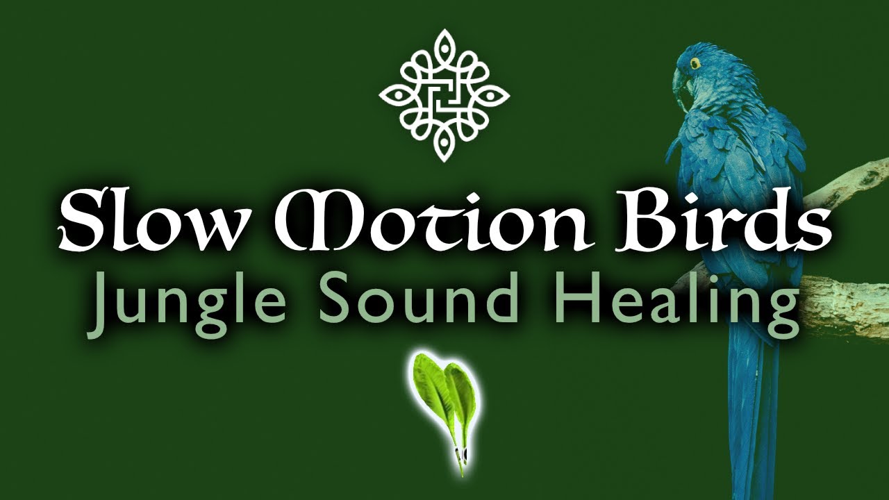 Slow Motion Jungle Birds • ANIMAL SOUND HEALING 2H • Magical Mysterious ...