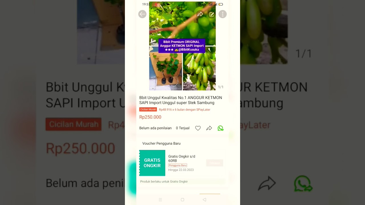 Anggur Ketmon Sapi Import #shorts - YouTube