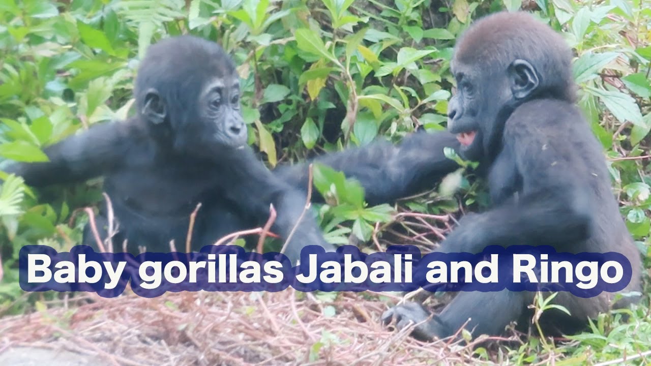 金剛寶寶Jabali與Ringo-Baby gorillas Jabali and Ringo - YouTube
