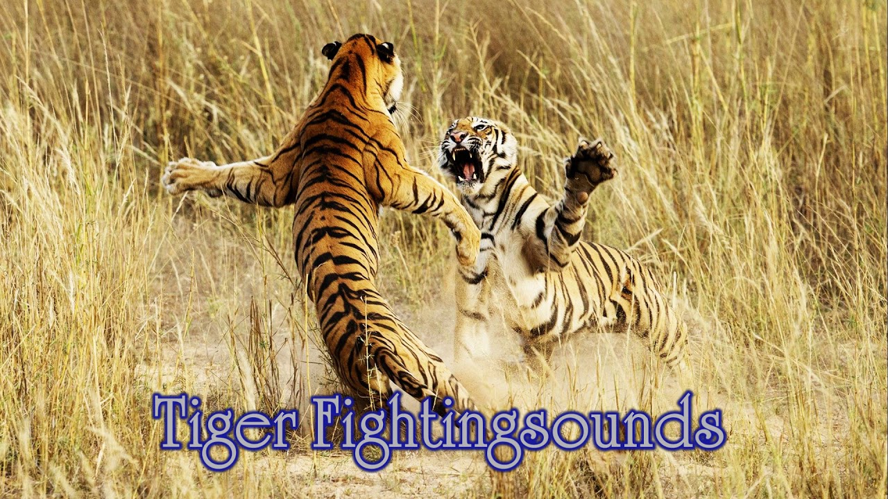 Tiger sound and Tiger fighting sounds - YouTube