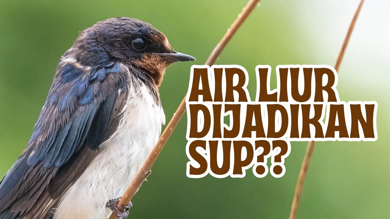 BURUNG WALET | AIR LIUR TERMAHAL DI DUNIA #happynature - YouTube