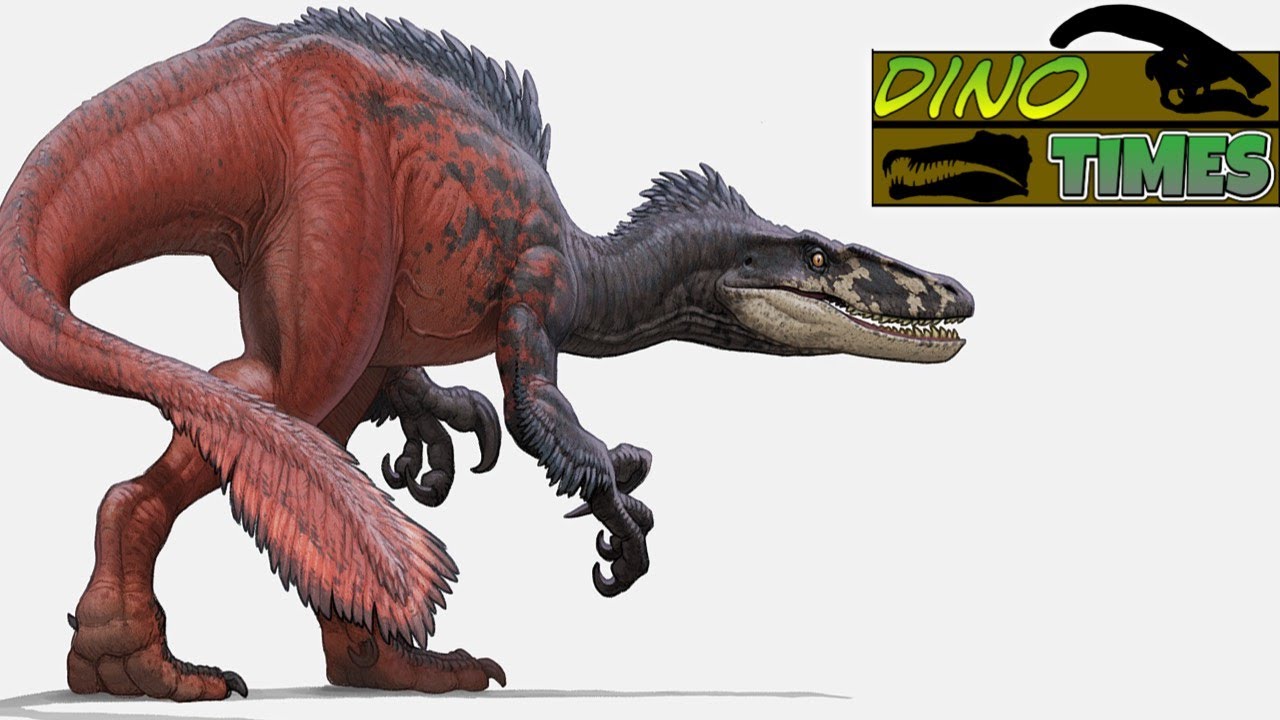 WHAT WAS THE MEGARAPTOR? Dino Times - YouTube