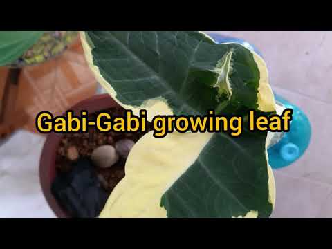 GABI-GABI FLOWER GROWING LEAF - YouTube