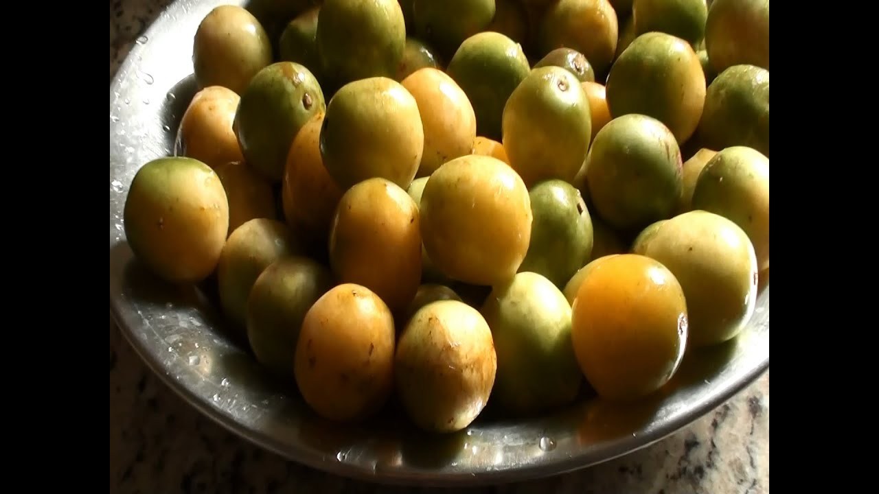 UMBUZEIRO, IMBUZEIRO (SPONDIAS TUBEROSA), IMBU, UMBU, JIQUE, MUDAS ...