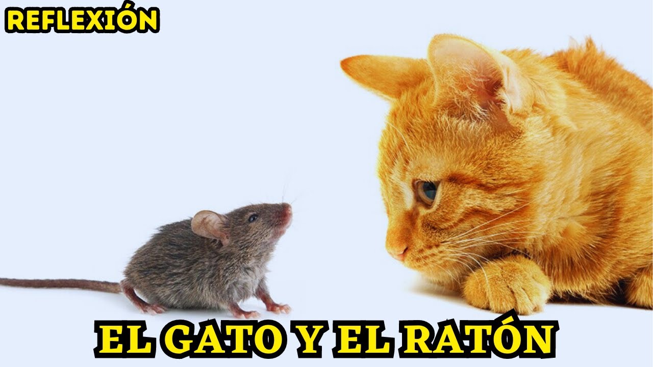 EL GATO y el RATÓN | Reflexión | Aprende a ser feliz 🙌 ️ - YouTube