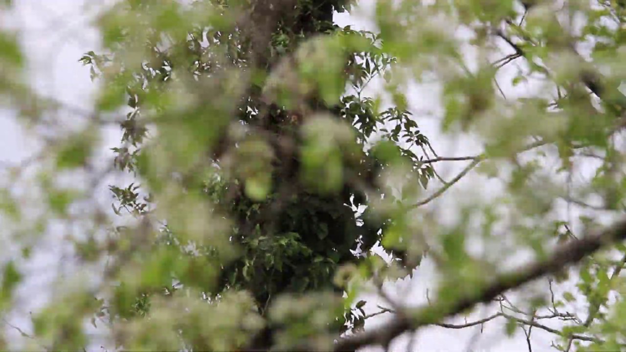 The Wind in the Tree (nature documentary film) - YouTube