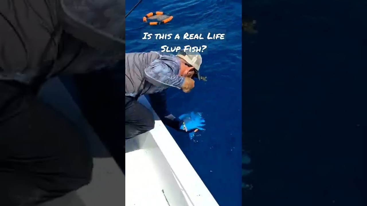 Real Life Slurp Fish 😱 And It’s Beautiful 🤩 - YouTube