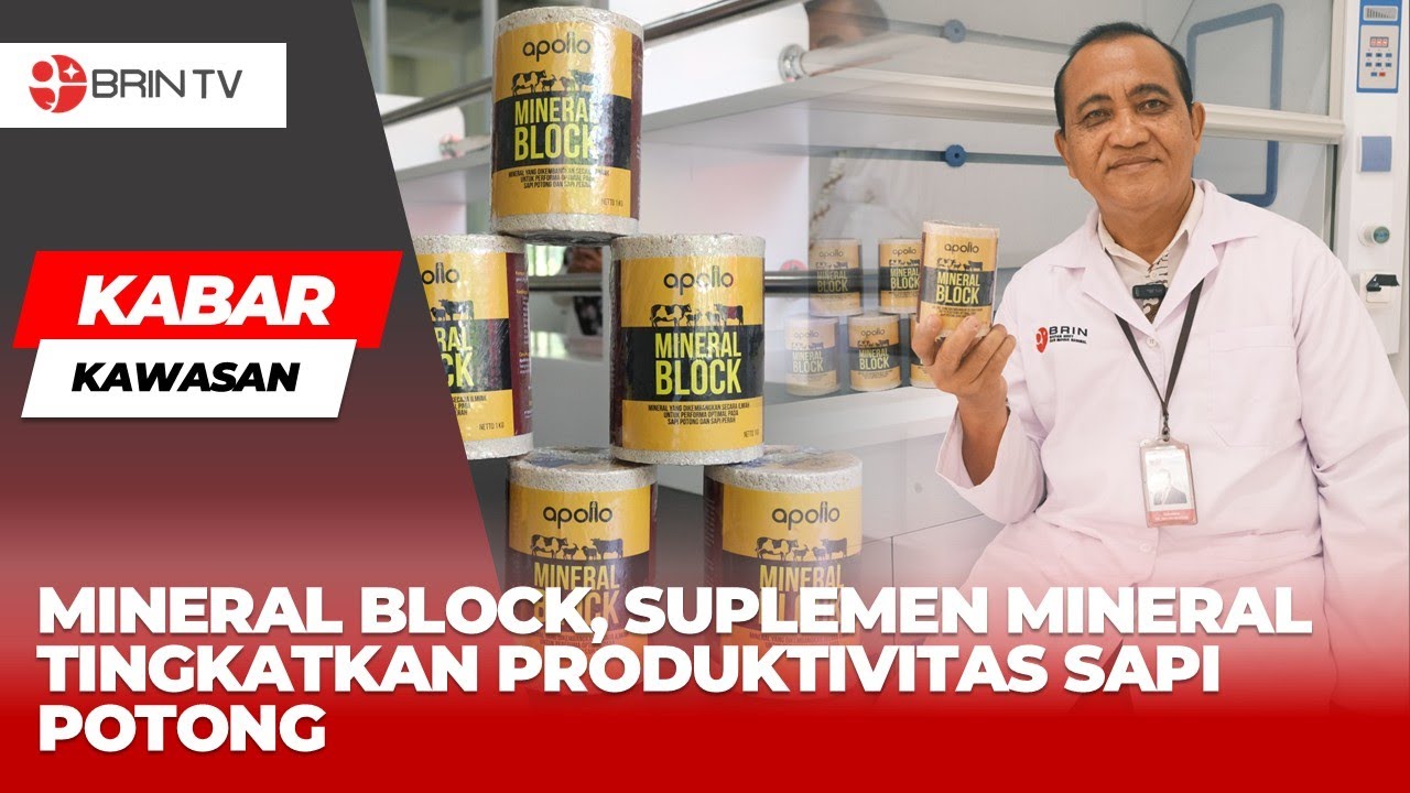 Mineral Block, Suplemen Mineral Tingkatkan Produktivitas Sapi Potong ...