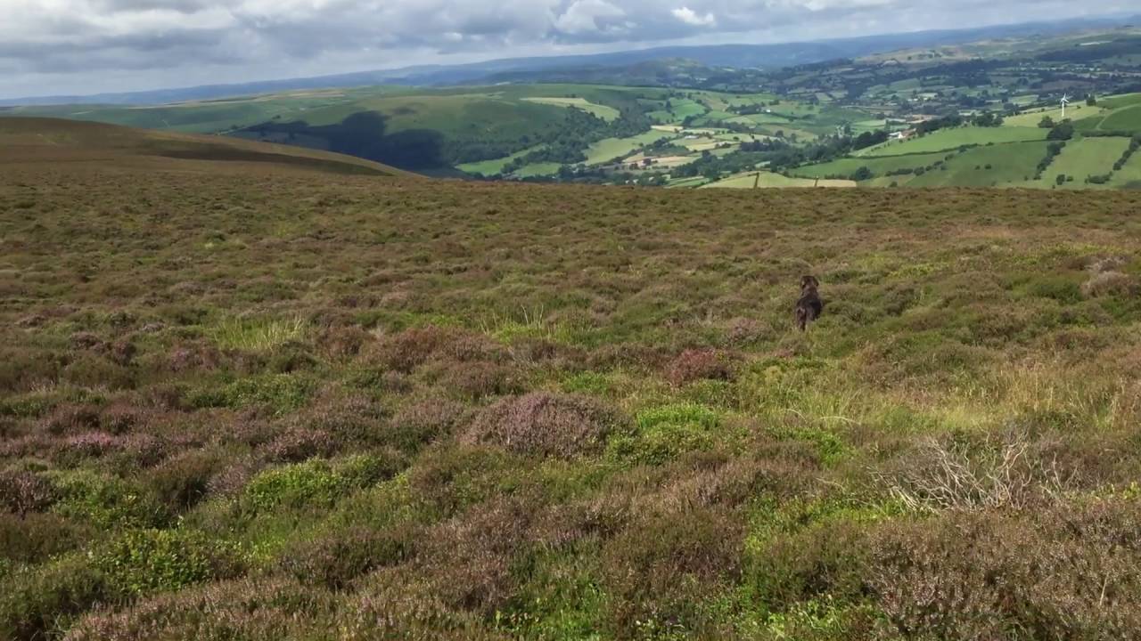 German Wirehaired Pointer on grouse - YouTube