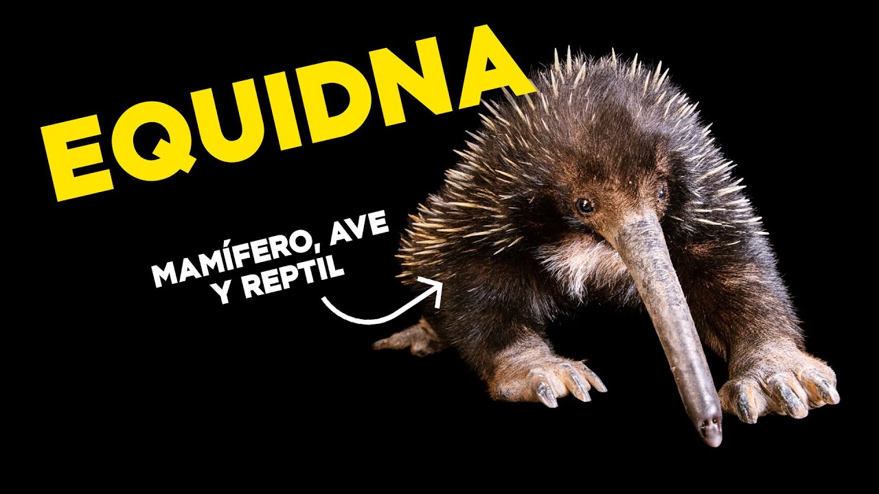 La EQUIDNA, el mamífero que PONE HUEVOS y en general, es un ...