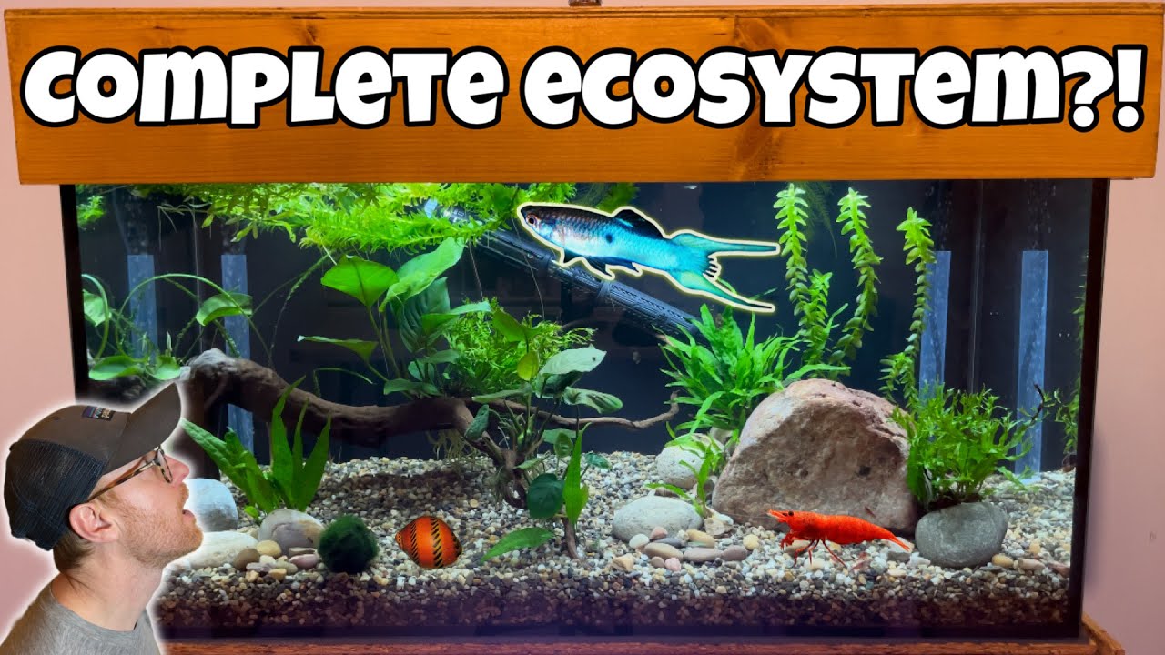 Adding Fish and Shrimp to complete the ECOSYSTEM! - YouTube