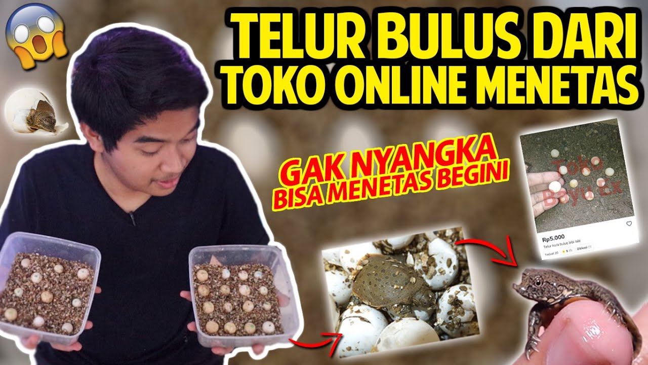 AJAIB BANGET! TELUR BULUS DARI TOKO ONLINE BISA MENETAS! CUMA SEGEDE ...