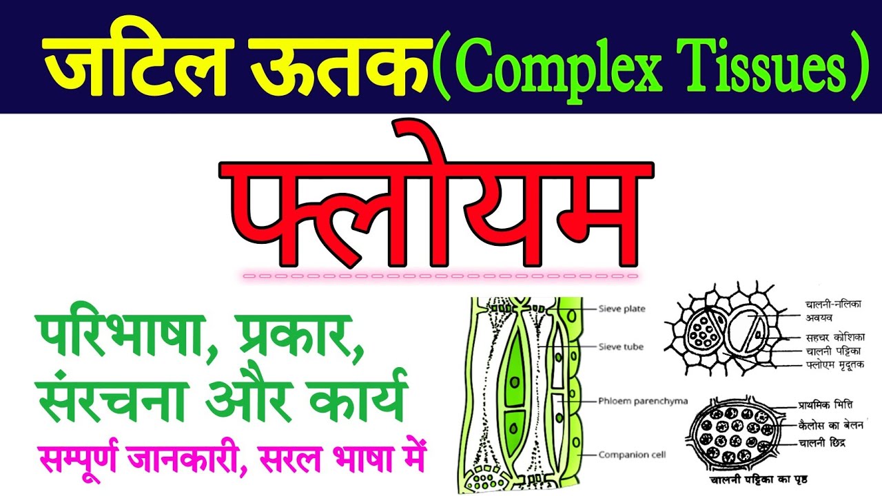 complex permanent tissue phloem | phloem tissue structure and function ...