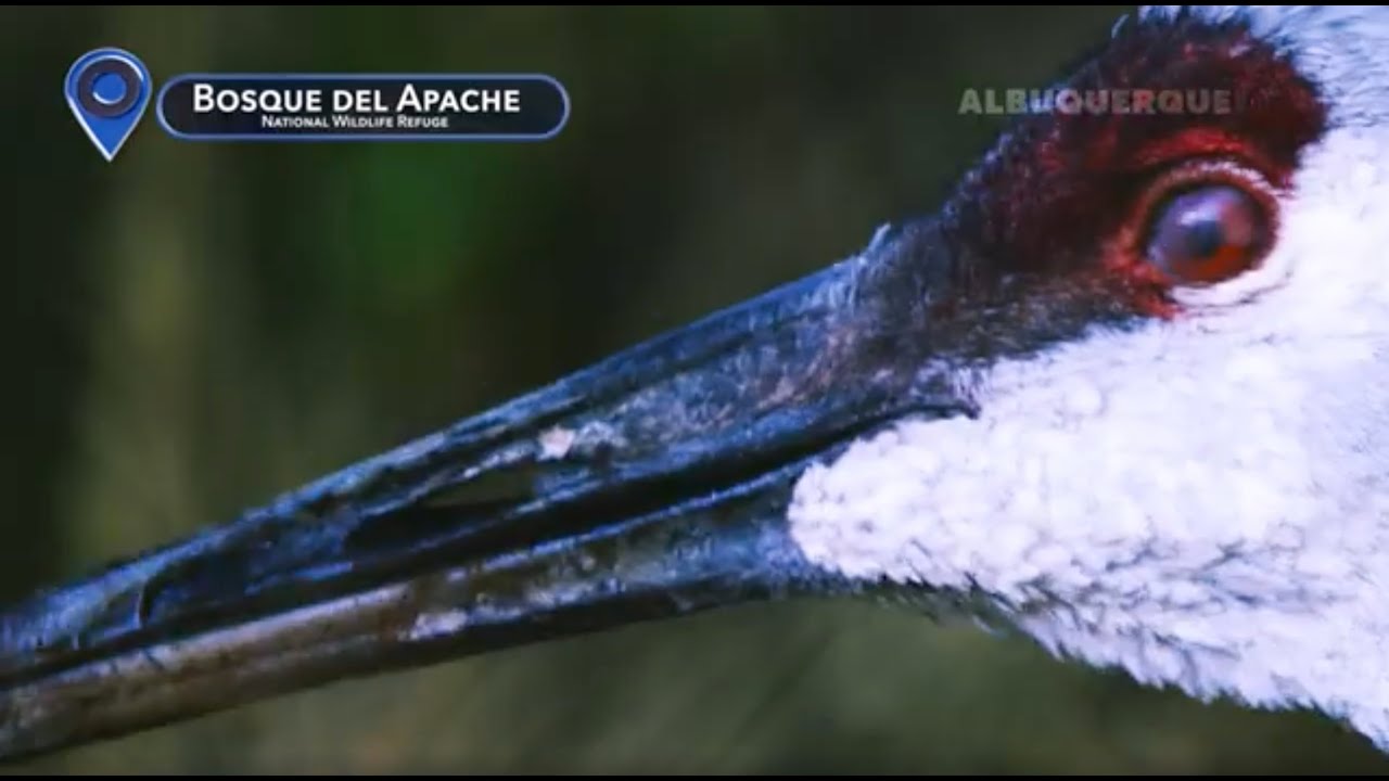 Explore Nature at Bosque del Apache National Wildlife Refuge - YouTube