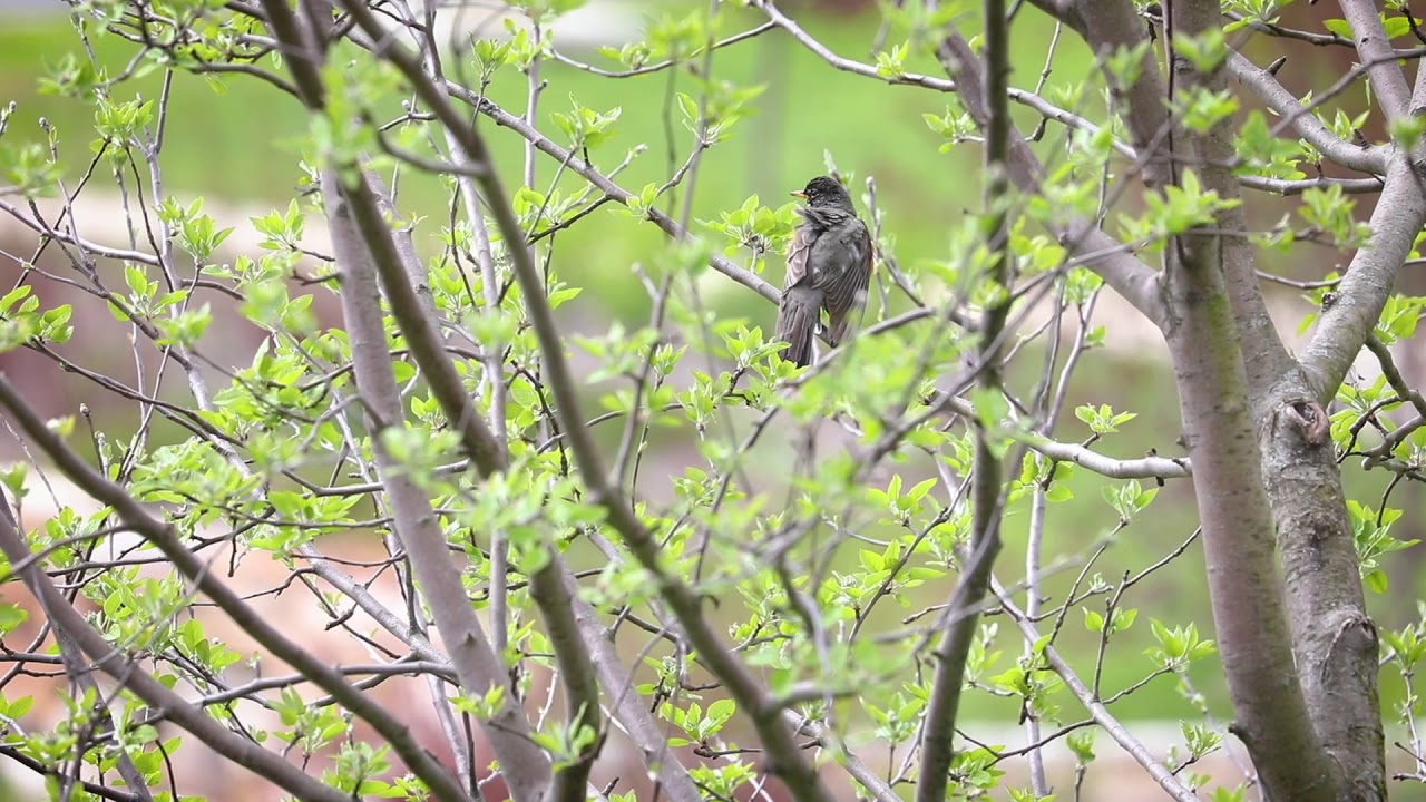 A Prayer in Spring by Robert Frost - YouTube