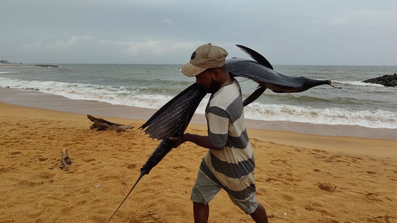 An Expert Lady Is Cutting A Massive Sailfish In An Idyllic Beautiful ...