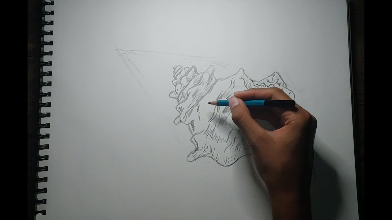 Como dibujar una concha marina - How to draw a seashell - YouTube