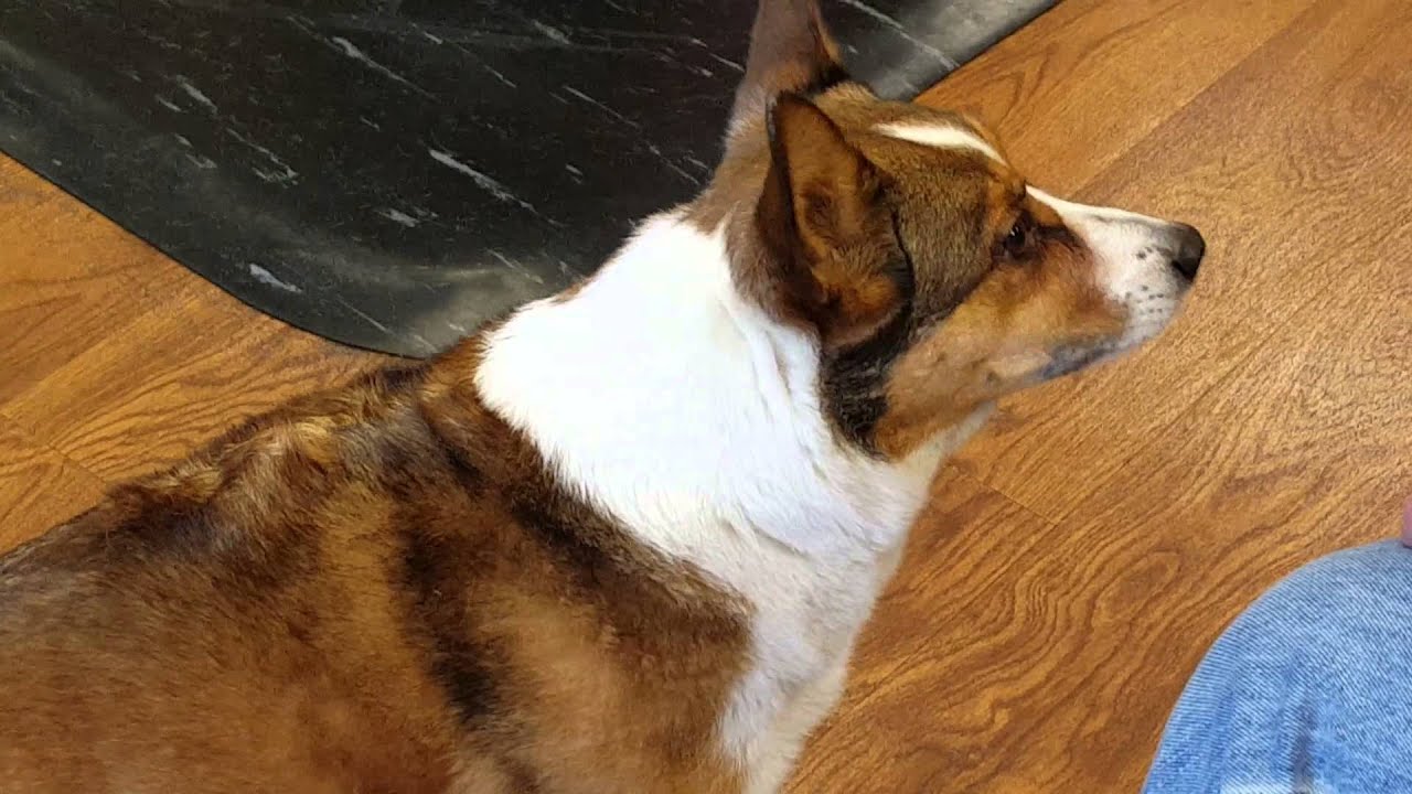 Republican Dog or Democrat Dog - YouTube