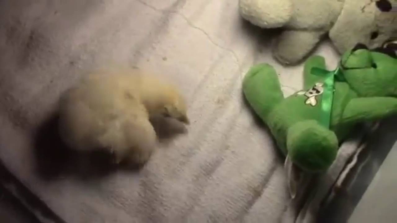 Brain Injured Turkey Poult Rehabilitation - YouTube