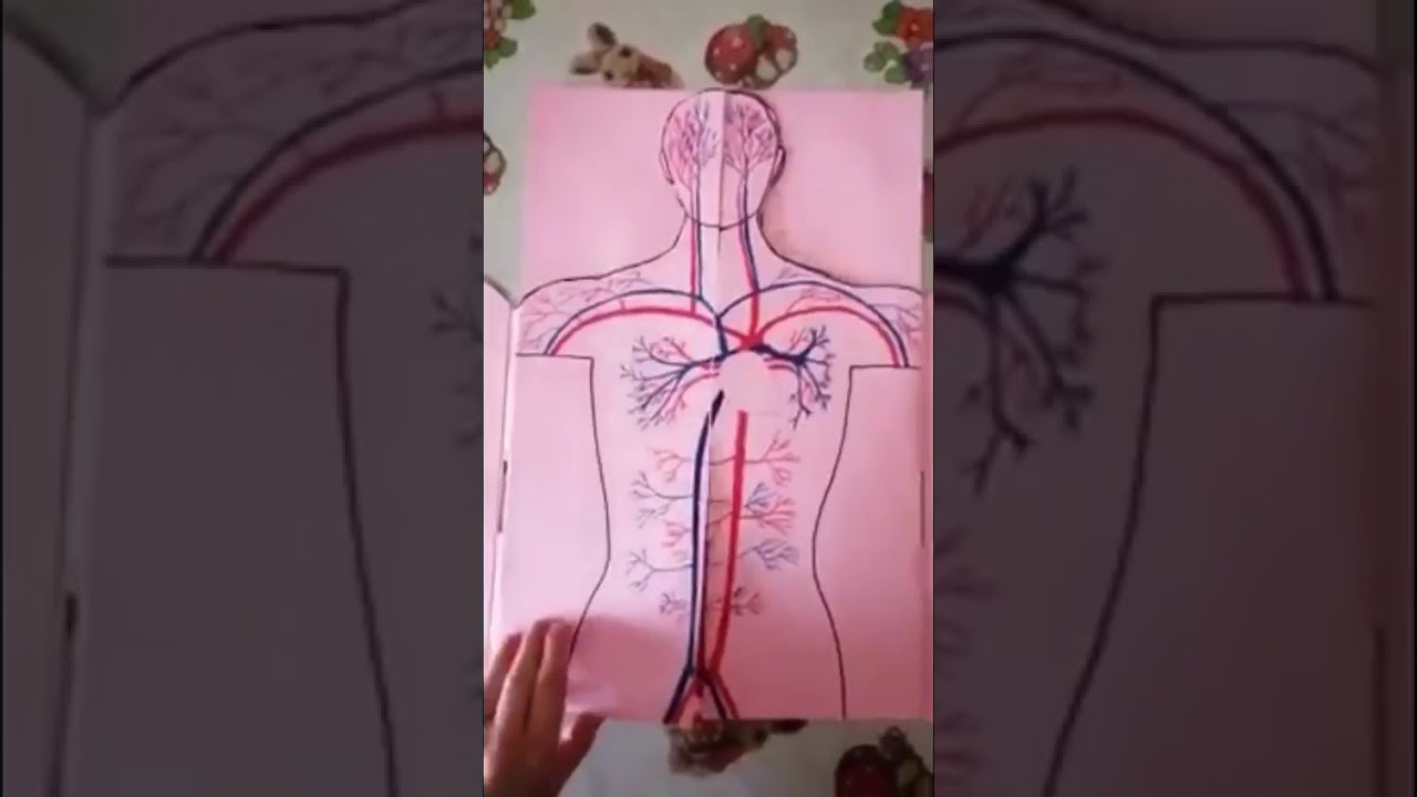 Understanding Anatomy of Human body in less than 1 minute//Biology ...