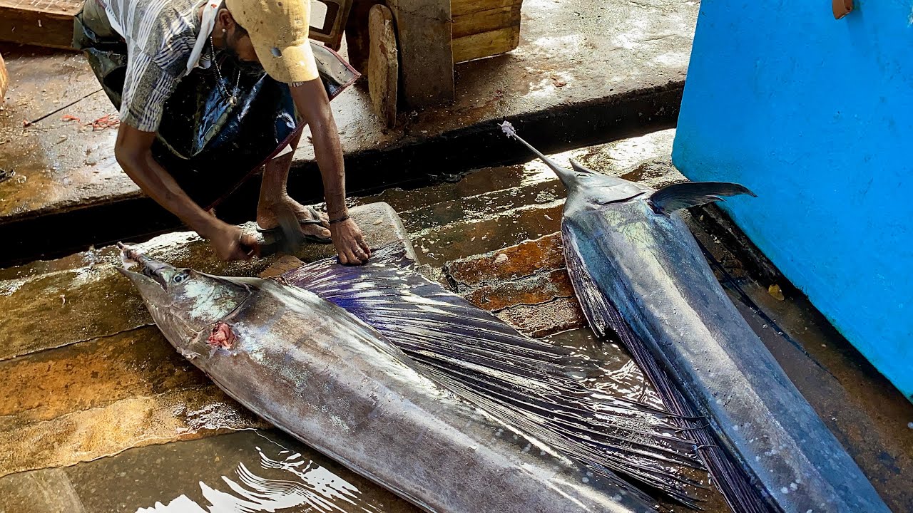 Amazing 2000$ SAIL fish cutting skills | ASMR fish cutting $$ #viral # ...