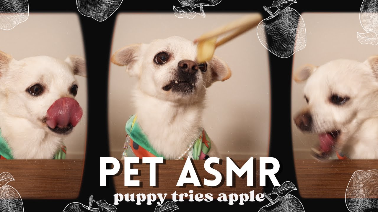 4K Pet ASMR | Puppy Tries New Food 🍎 - YouTube