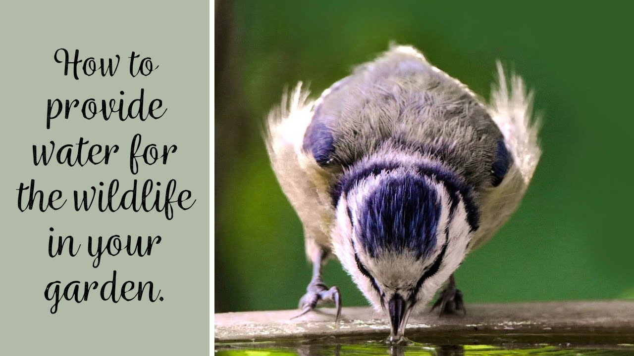 Water for Wildlife - YouTube