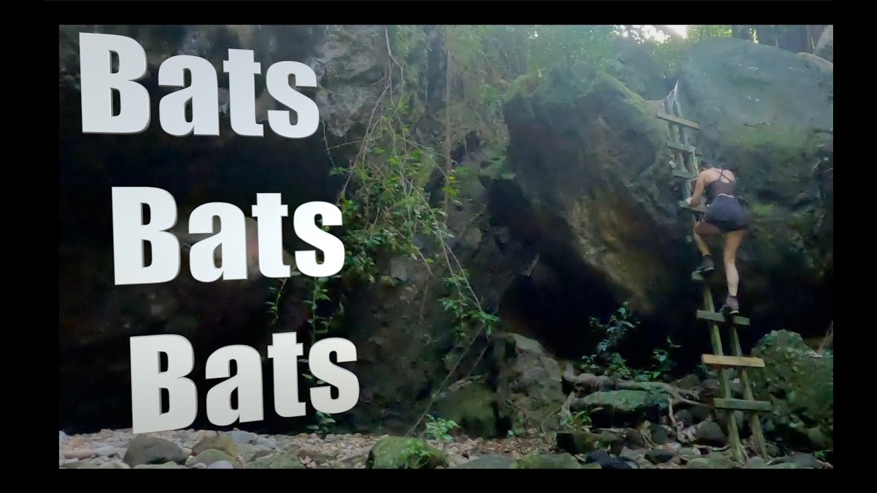 Bat Cave hike St Kitts and Nevis hiking trail guide BEST HD - YouTube