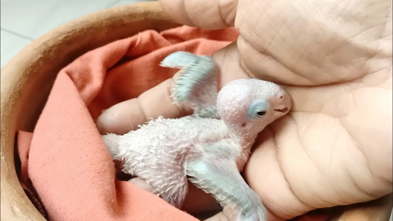 SUN CHECK CONURE BABY (CHU CHU) AGE: 20 DAYS. - YouTube