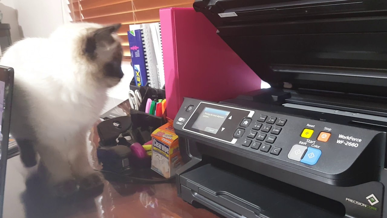 Wat dis!?!? Cat vs Printer: Part 3: It finally comes to life!! - YouTube