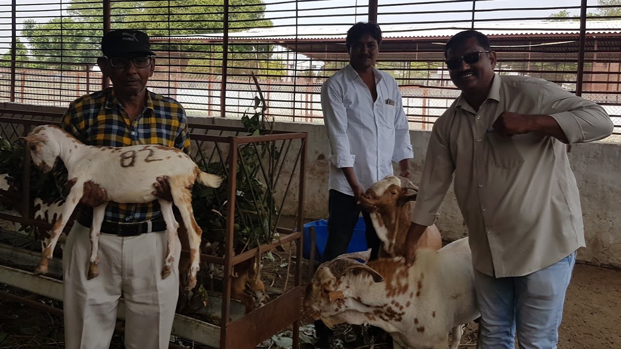 Why Goat Training Is Important | Mathura Goat Farm. - YouTube