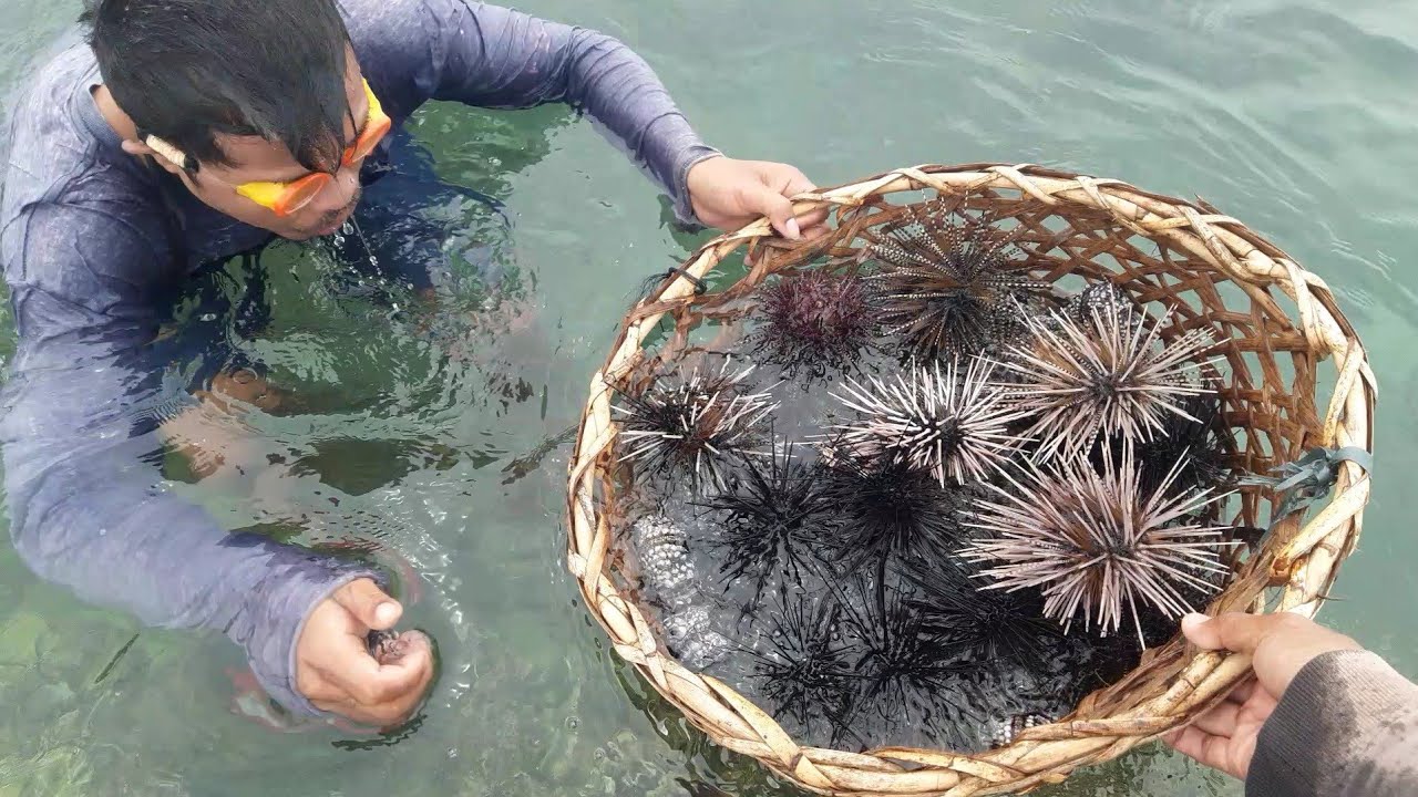 Ep. 91 Pangunguha nang "TOYUM or SEA URCHIN" | Catch & Eat - YouTube