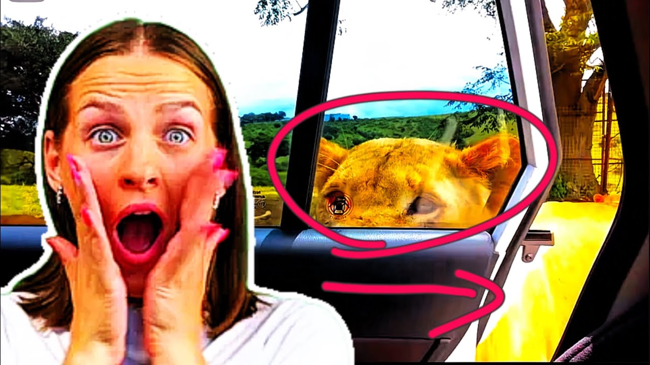 Lions Are Evolving 💀 (CRAZY YouTube Comments) - YouTube