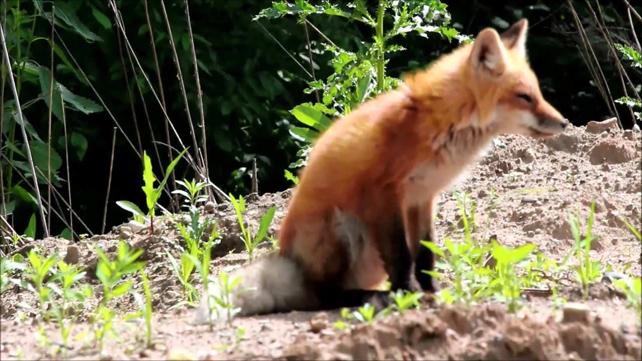 Red Fox - YouTube