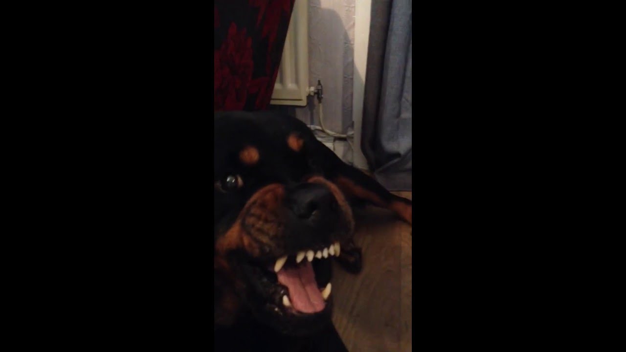 Rottweiler Snarling - YouTube