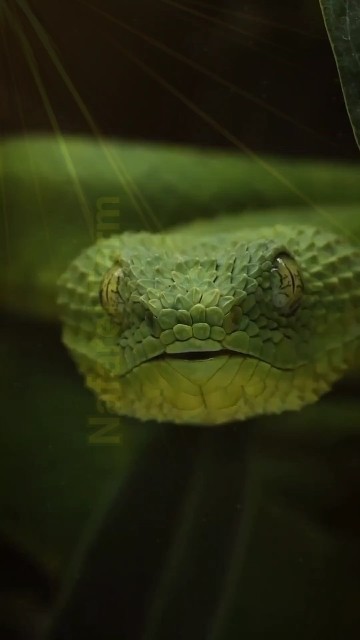 Lidah ular #ular #snake #shorts #shortvideo #facts - YouTube