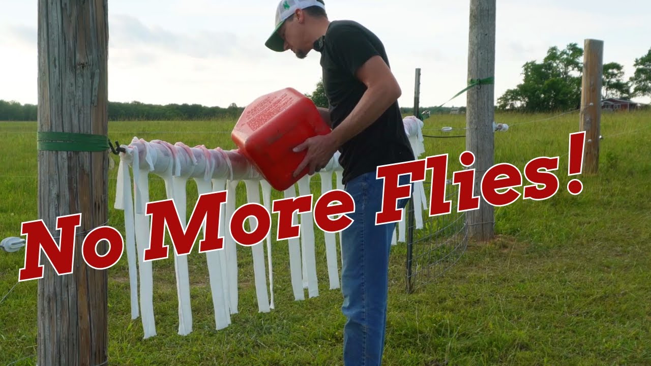 My New Cattle Fly Control Solution - YouTube
