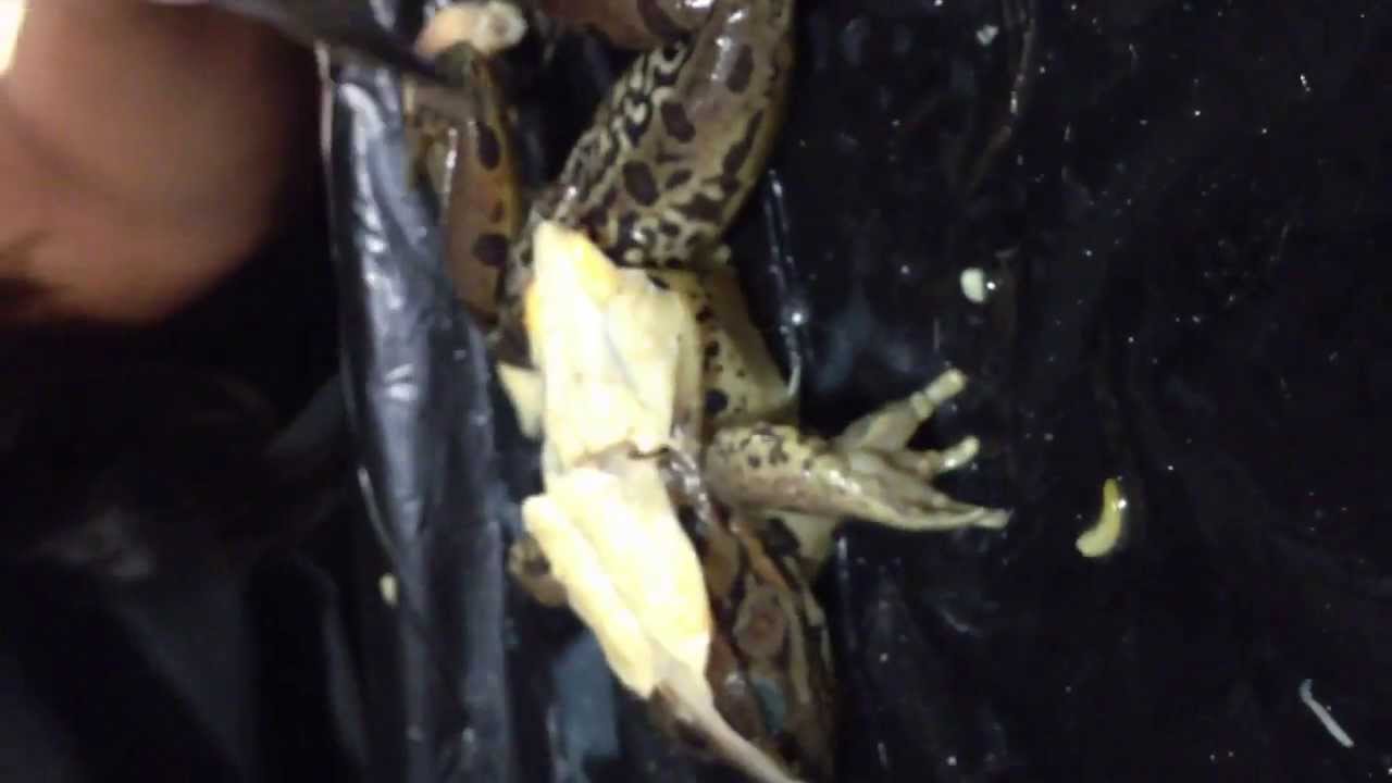 Frog Dissecting in science class * WARNING THIS VIDEO CONTAINS FROG ...