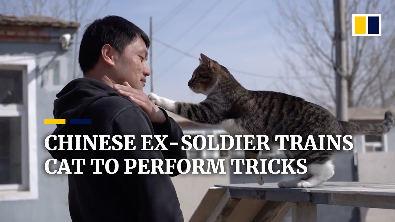 Chinese ex-soldier trains cat to perform tricks - YouTube
