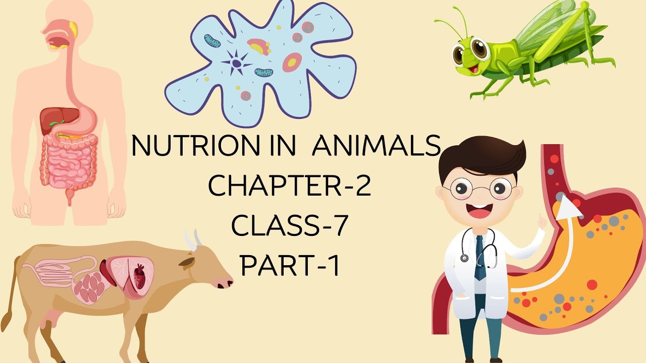 Class-7 PART-1 Science NCERT CBSE chapter-2 Nutrition In Animals - YouTube