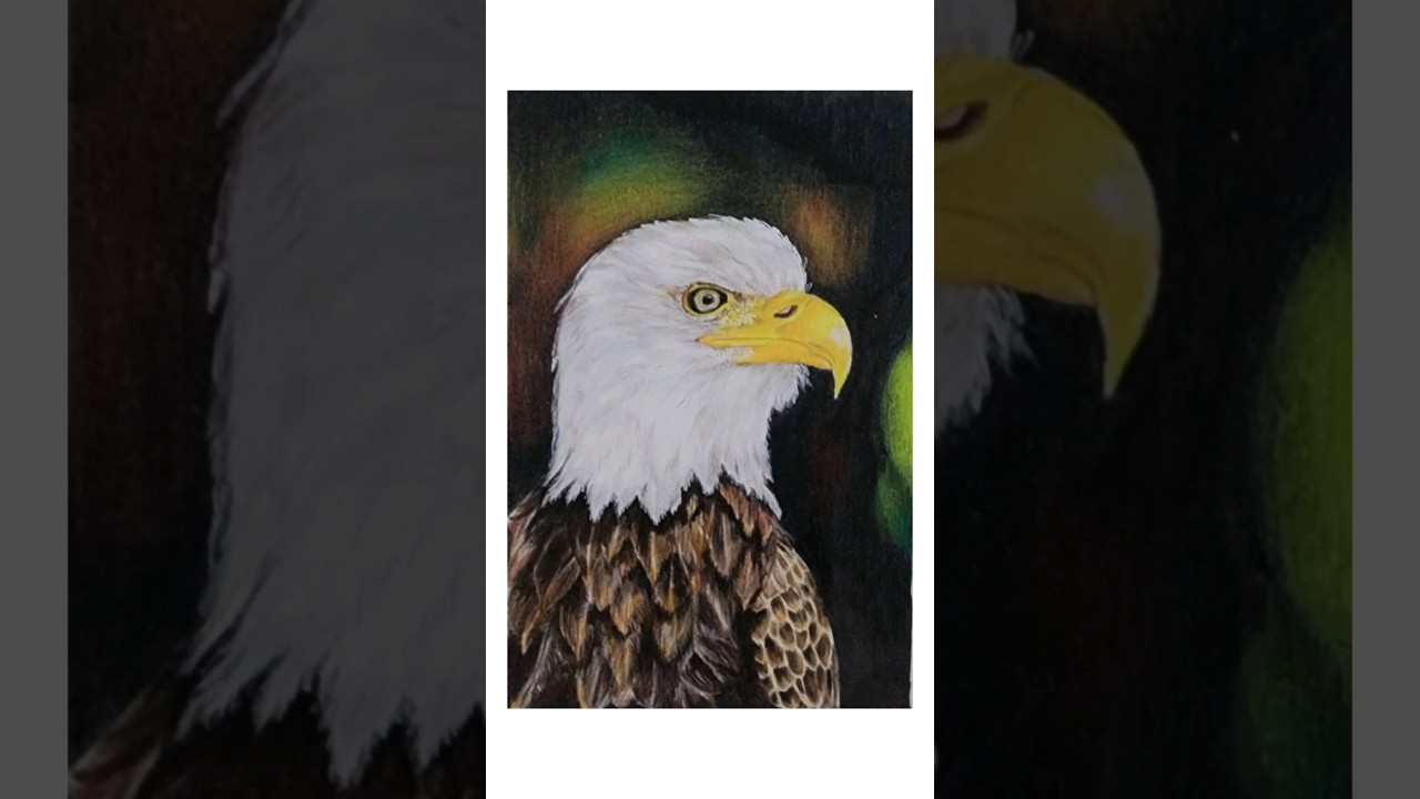 Bald eagle color pencil drawing - YouTube