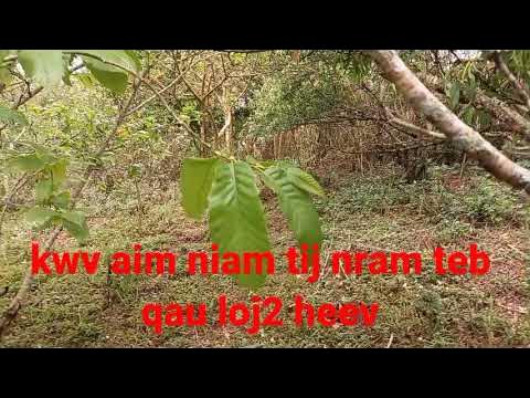 kwv aim niam tij nram teb mob2 nceb vim qau loj2 - YouTube