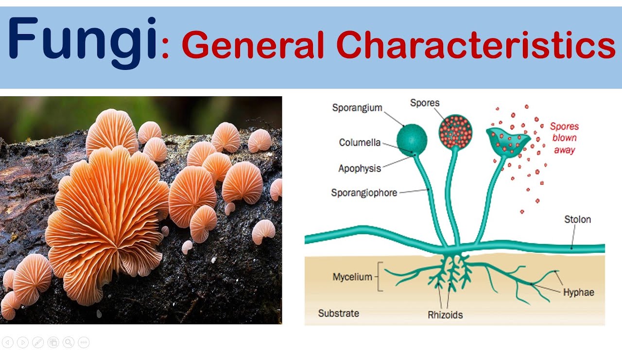 Fungi #General Characteristics #Cell structure - YouTube