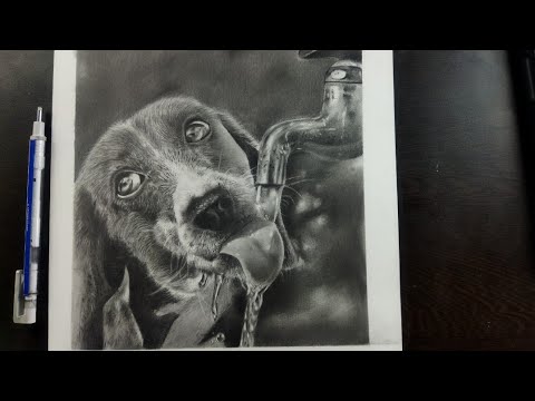 hyper realistic drawing dog time lapse - YouTube