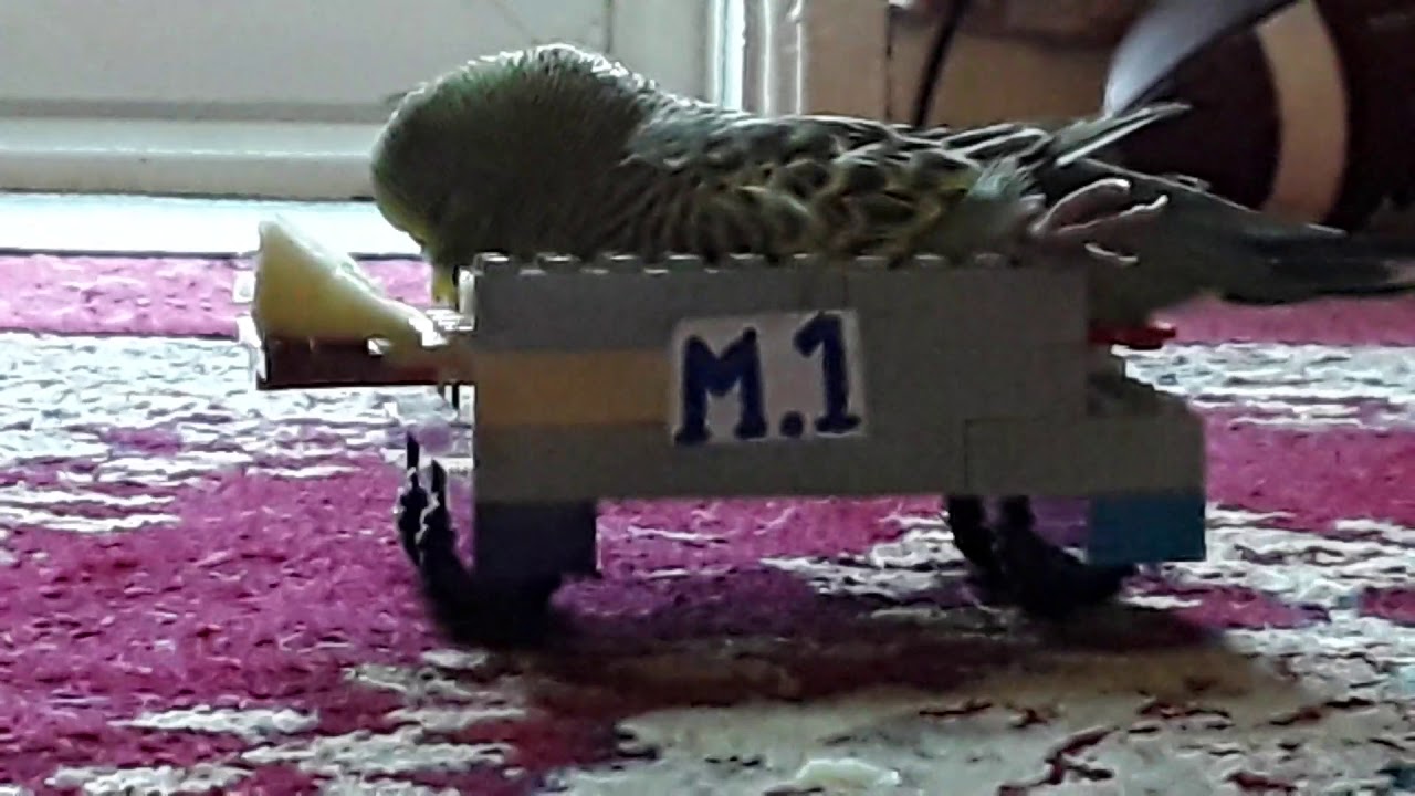 MY BUDGIE TRYING MY IDEA FOR THE FIRST TIME, disabled for nine months ...