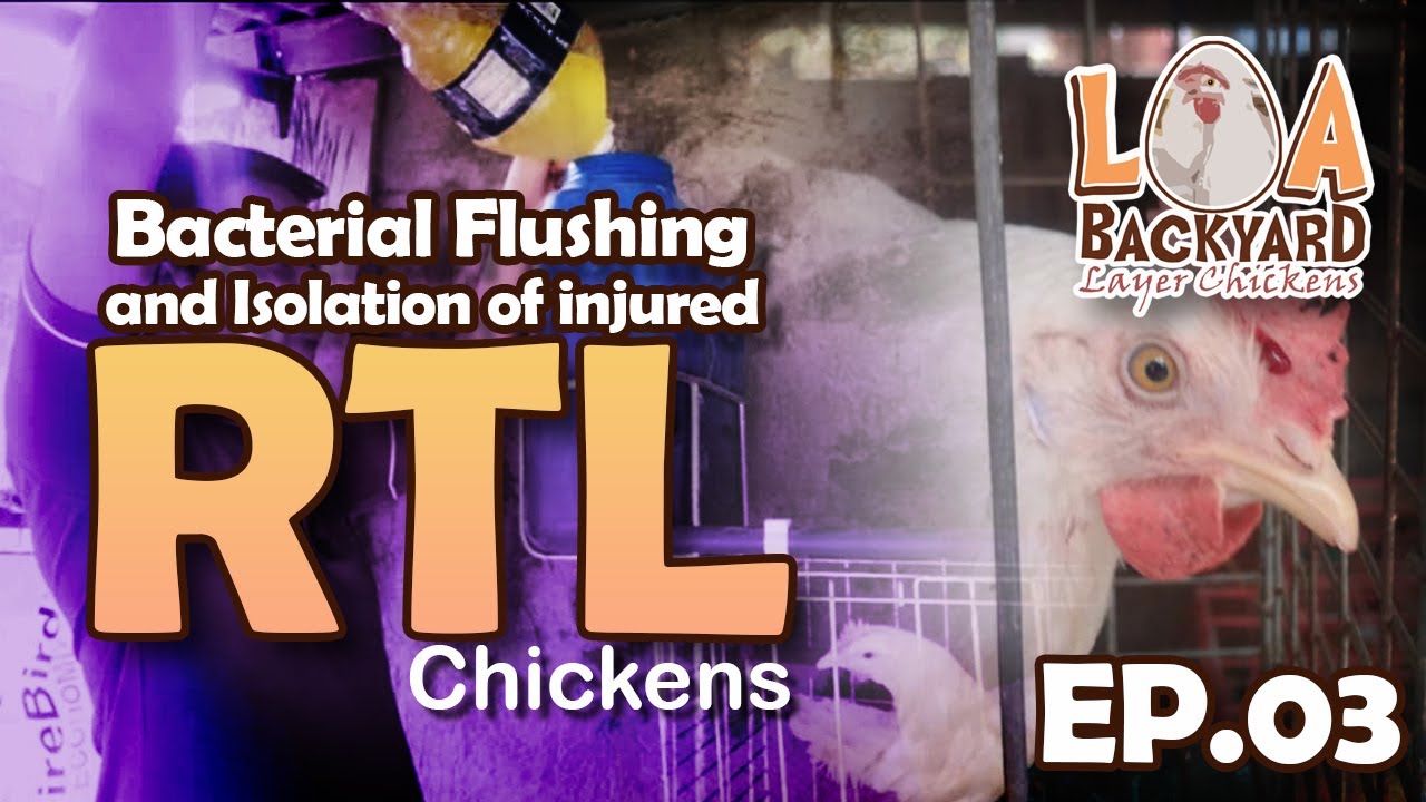 Ep. 03 RTL Bacterial Flushing and Isolation of Injured Chicken - YouTube