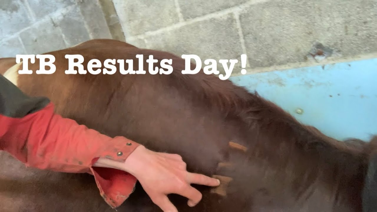 TB Testing The Cows & Can be Deadly Disease, With Results day ! - YouTube