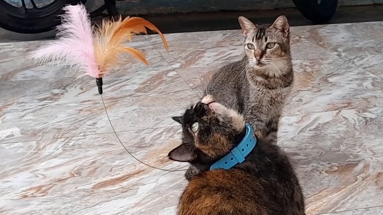 Cute cats play with new toys until they get tired - YouTube